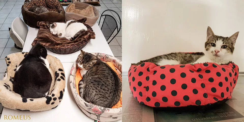 Ruinas del Gato de Roma: horarios de apertura y datos interesantes